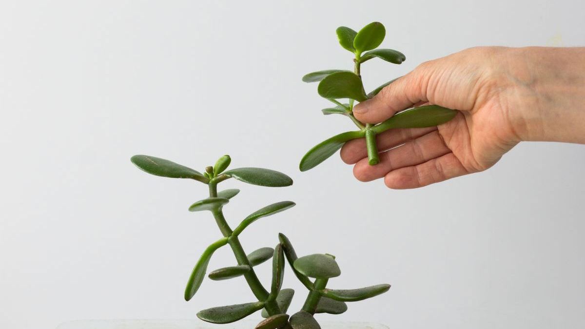 ¿Cómo tener un árbol de Jade partiendo desde una hoja o una rama?