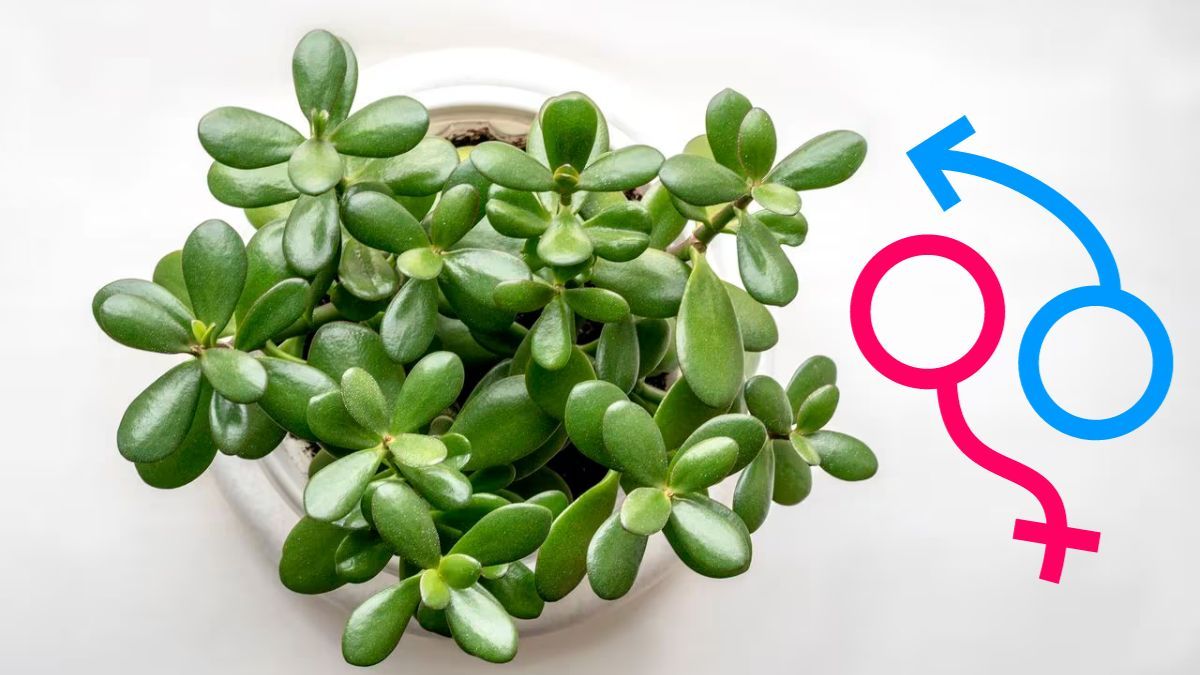 Árbol de Jade: cómo distinguir si es una planta hembra o macho
