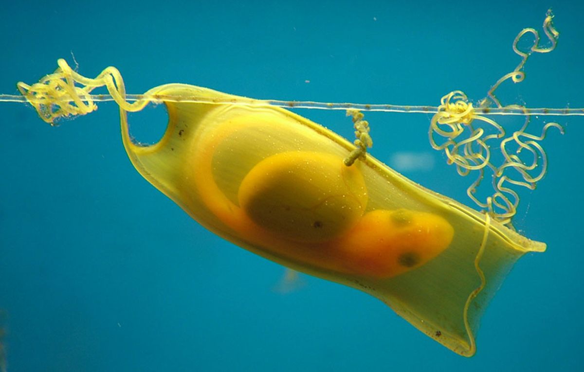 Respira profundo al conocer el animal que pone el huevo más grande y no ...