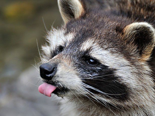 Mapache se emborracha en depósito de cervezas