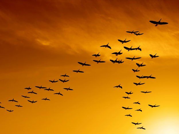 ¿Por qué las aves migran en formación de V?