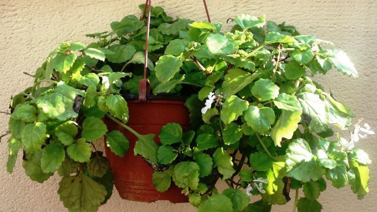 Qué significa que crezca la famosa planta de dólar en mi jardín según ...