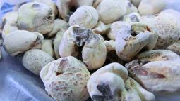 Cómo se hacen las Tutucas: la receta casera con 5 ingredientes y ...