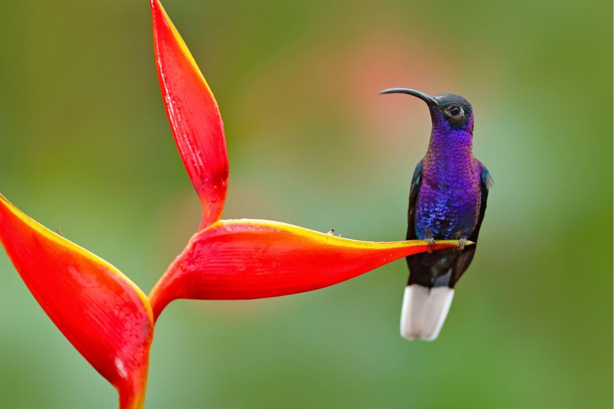 Contén la respiración antes de conocer el significado de que un colibrí ...