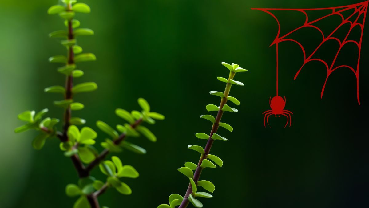 Cómo eliminar la araña roja del ÁRBOL DE JADE