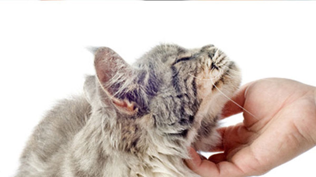 Emociones que compartimos con los animales