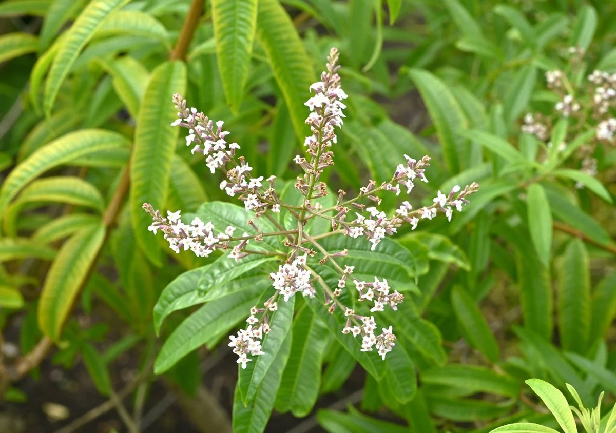 El té de cedrón tiene varios beneficios y es ideal para reducir la ...