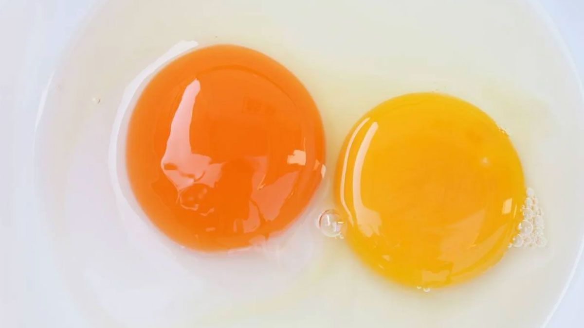 Toma aire al saber la diferencia entre un huevo con la yema amarilla y ...
