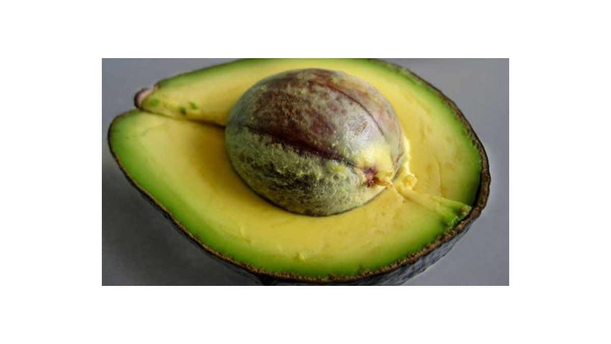 La palta: una fruta llena de beneficios que debe ser consumida con cuidado
