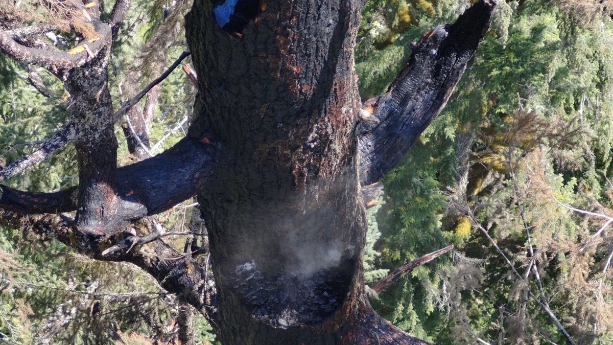 Tragedia en la naturaleza: se incendia en Estados Unidos uno de los ...