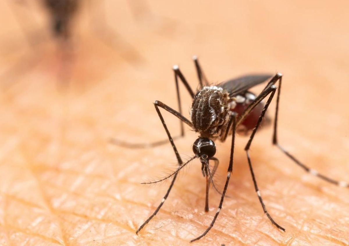 Estas son las 4 razones que explican por qué los mosquitos pican a ...