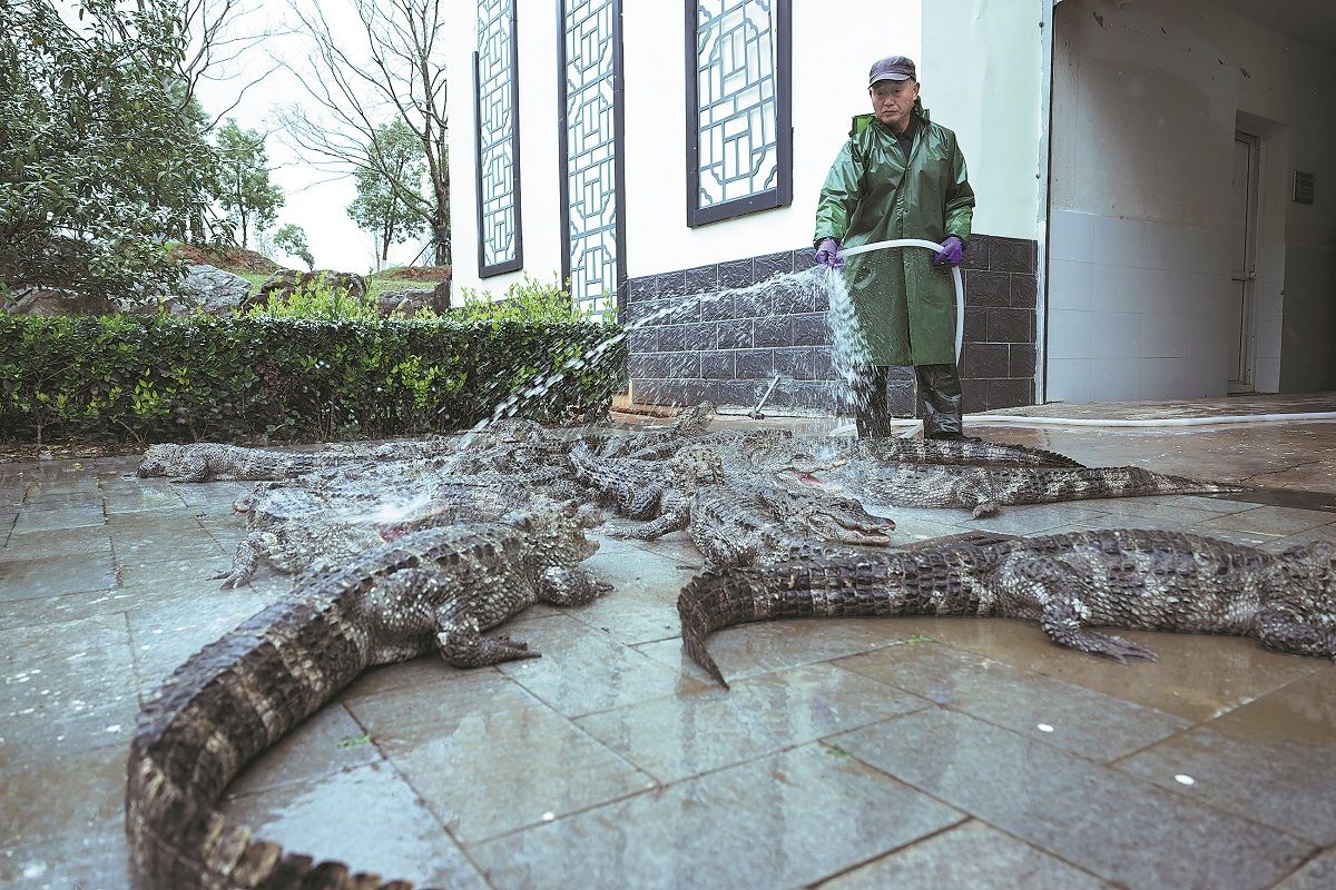 Guardianes de los caimanes chinos