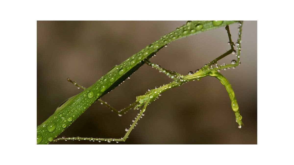 El insecto más largo del mundo es un mata caballo