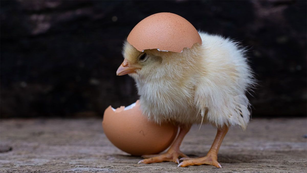 Toma aire al saber si puedo hacer nacer un pollito en casa de un huevo ...