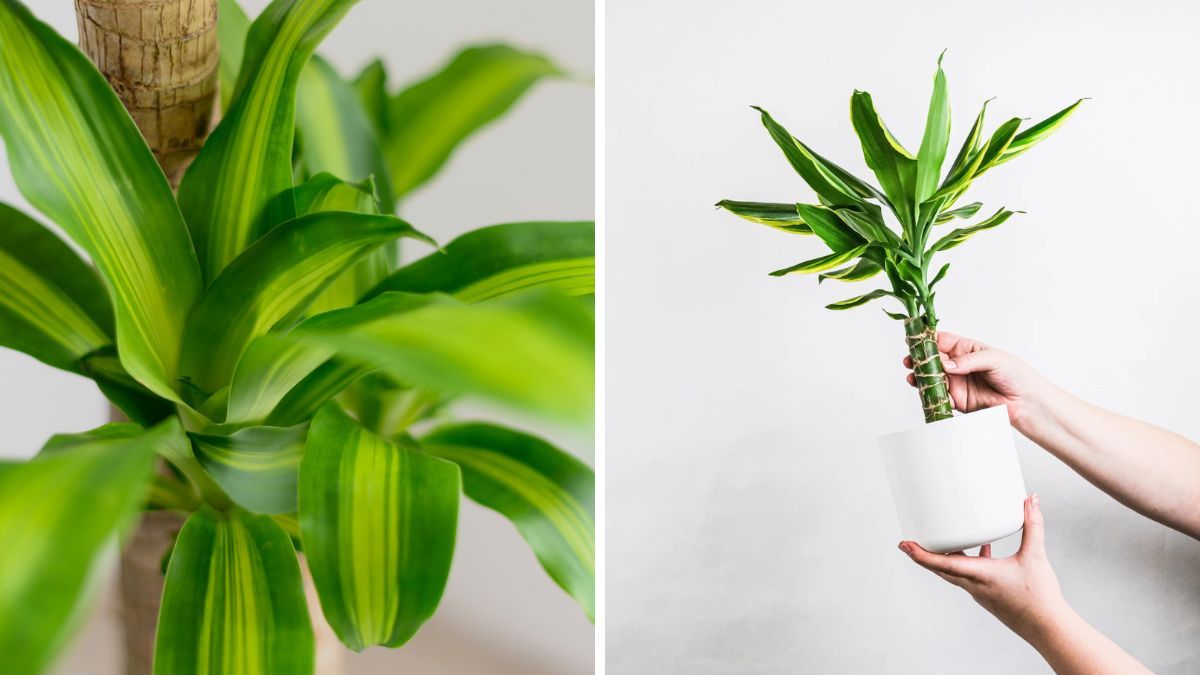 6 cuidados claves del Palo de Brasil, la planta decorativa que llenará ...