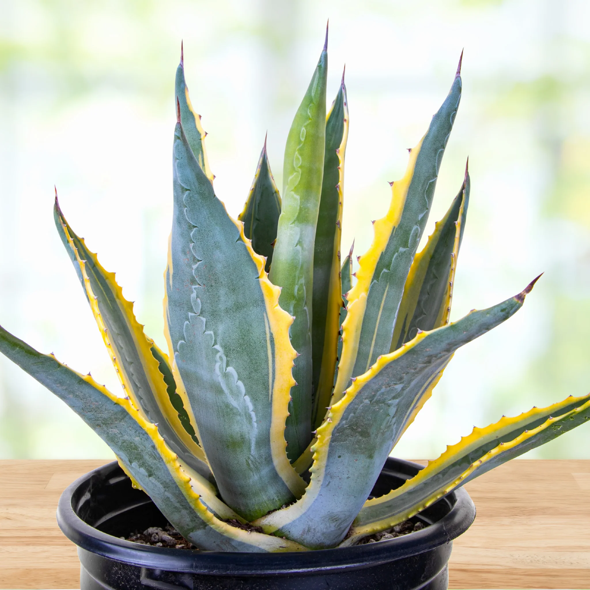 Ni cactus ni aloe vera: la planta suculenta que es conocida por su ...