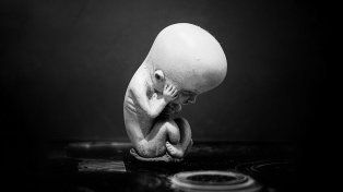 El meme del feto que quiere ser ingeniero y sus derivados