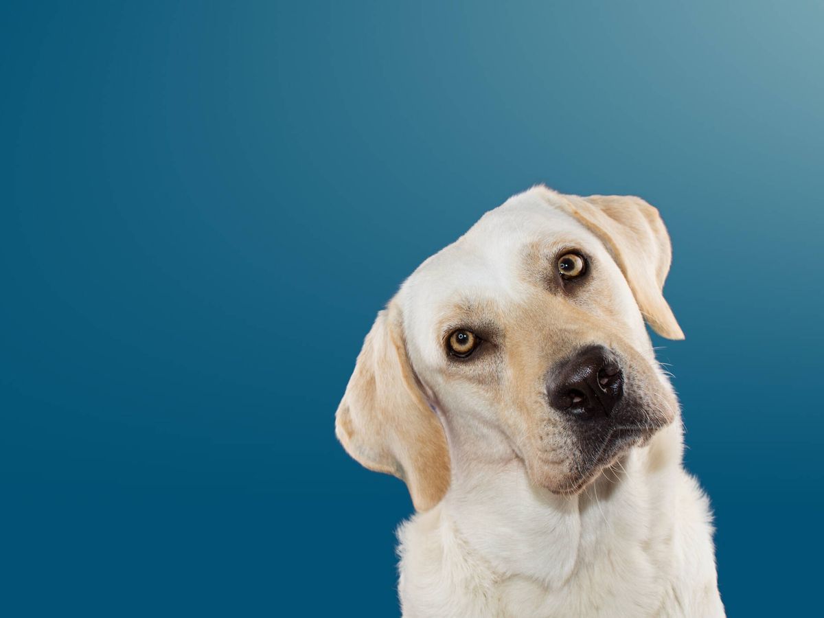 Respira hondo antes de conocer por qué tu perro te mira fijamente