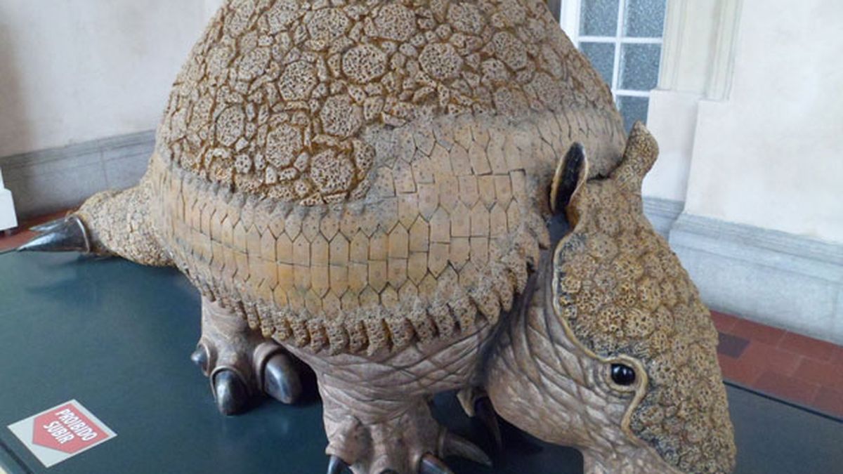 Hallaron en Córdoba restos de un gliptodonte de 40 mil años