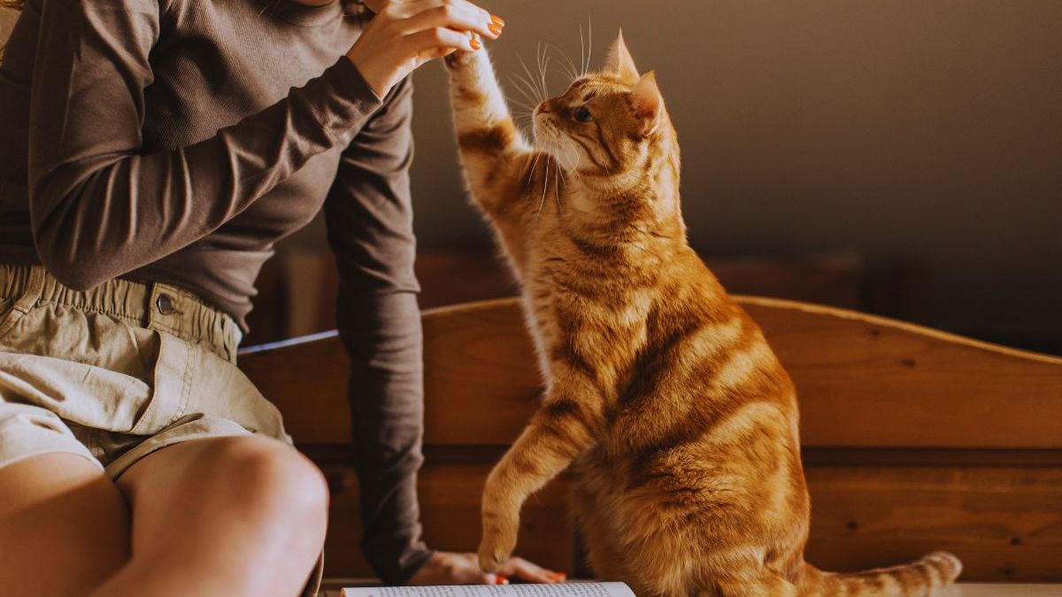 Así es cómo los gatos eligen a sus dueños, según un experto en mascotas