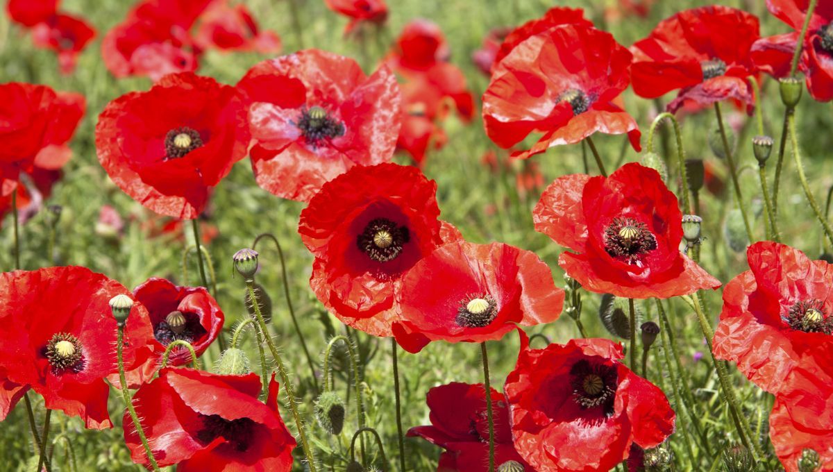 ¿Qué significado tienen las amapolas?