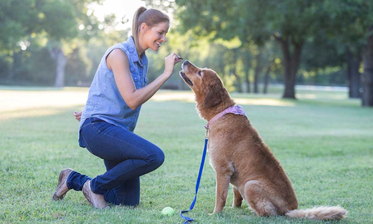 El comando de adiestramiento para lograr que tu perro se quede quieto ...