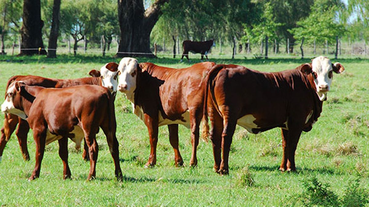 El novillo argentino es el más barato del Mercosur