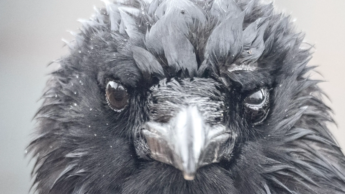 Estas son las aves más inteligentes: estudio asegura que tienen ...