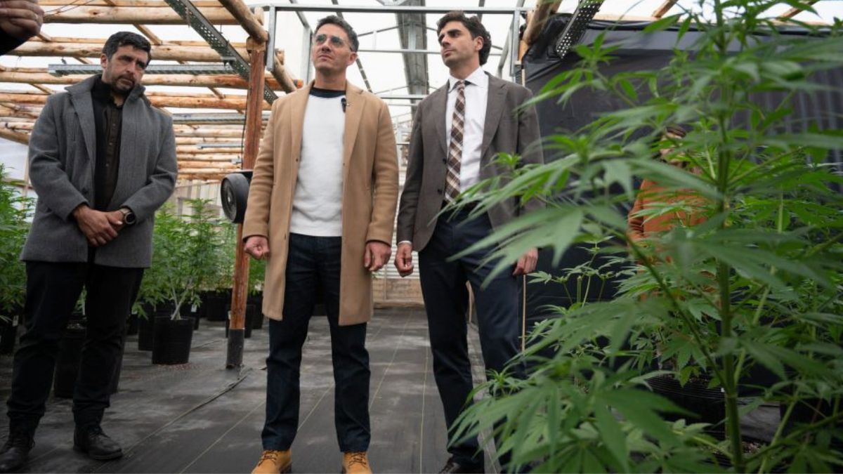 Comenzó a operar la primera empresa de cannabis medicinal habilitada ...