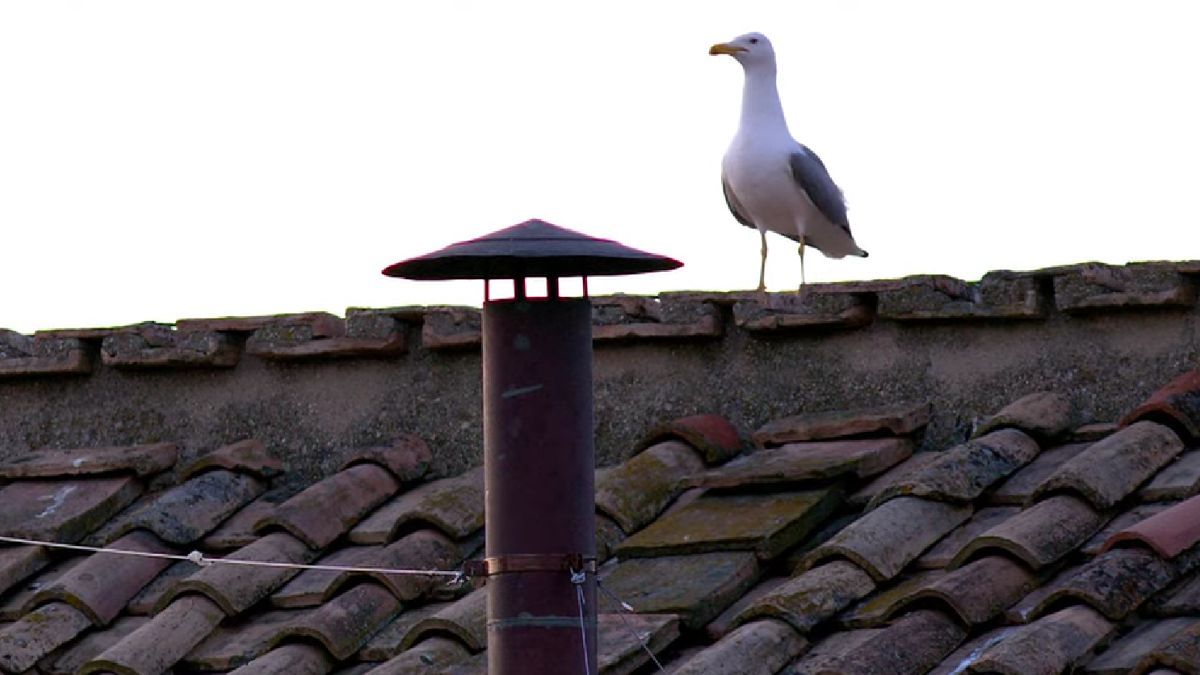 Como en 2013, aparece una gaviota en el Cónclave para elegir al nuevo ...