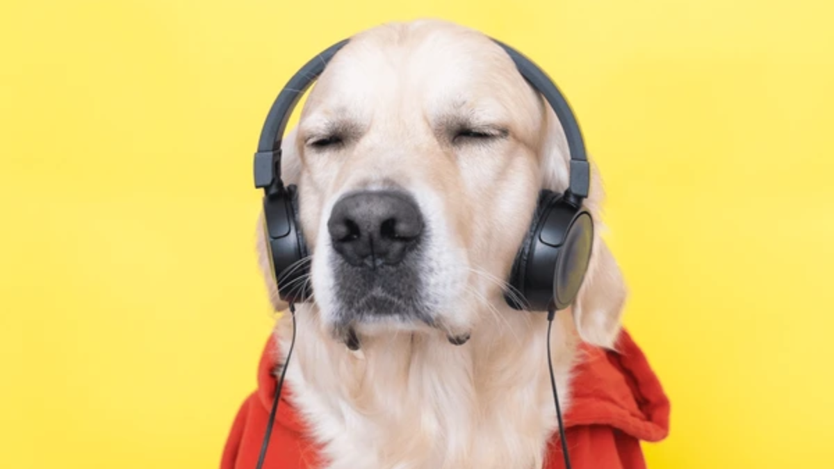 La música que tiene sorprendentes beneficios para los perros, según la ...