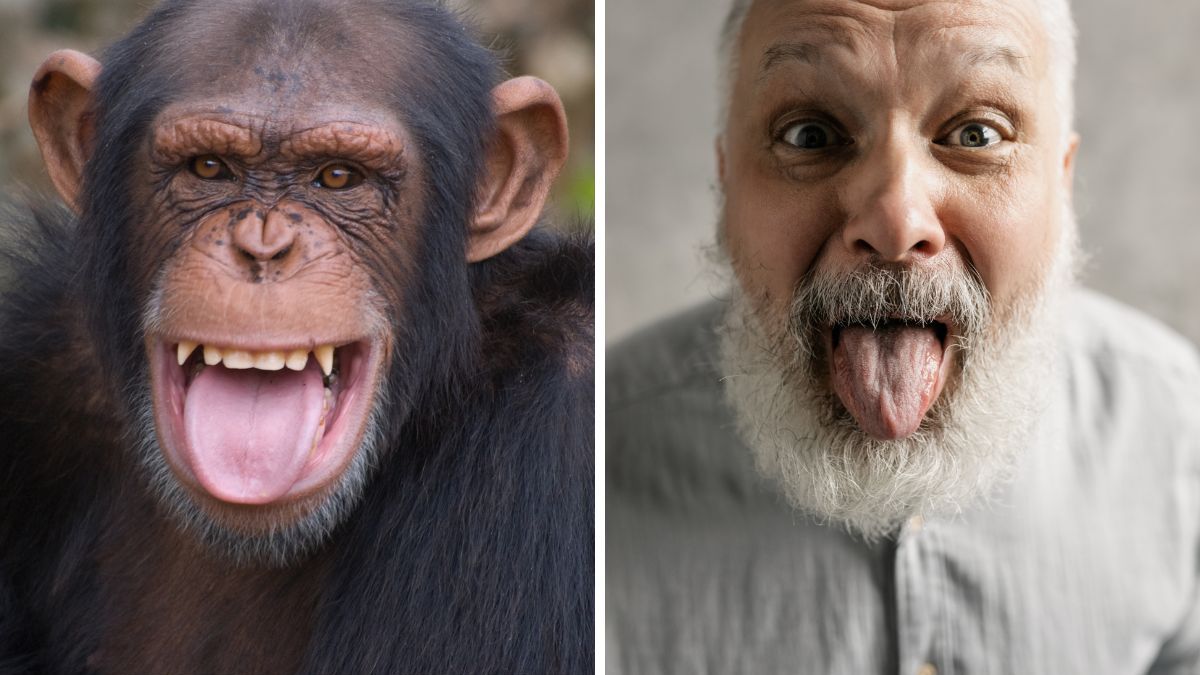 El ADN de los simios revela qué es lo que hace único y diferente al ser ...