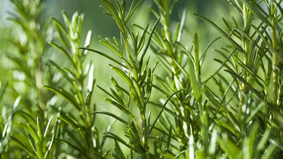 Qué significa tener un ROMERO en la puerta de casa