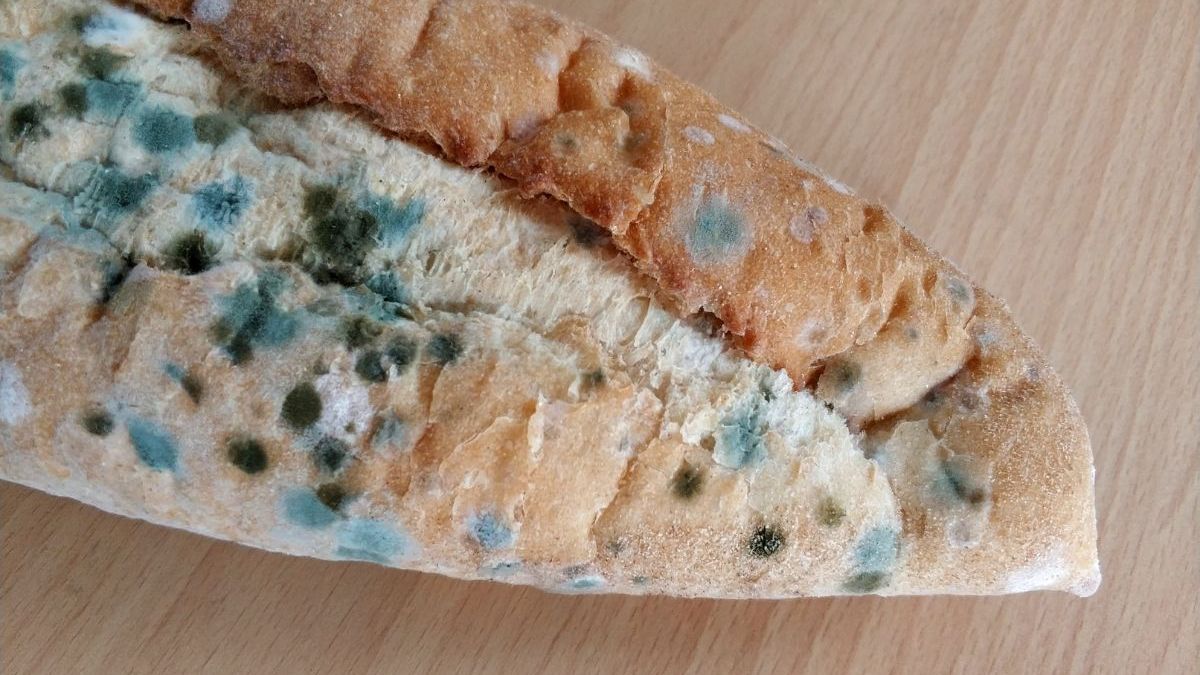Cómo evitar que el pan se llene de hongos y conserve su textura por más ...