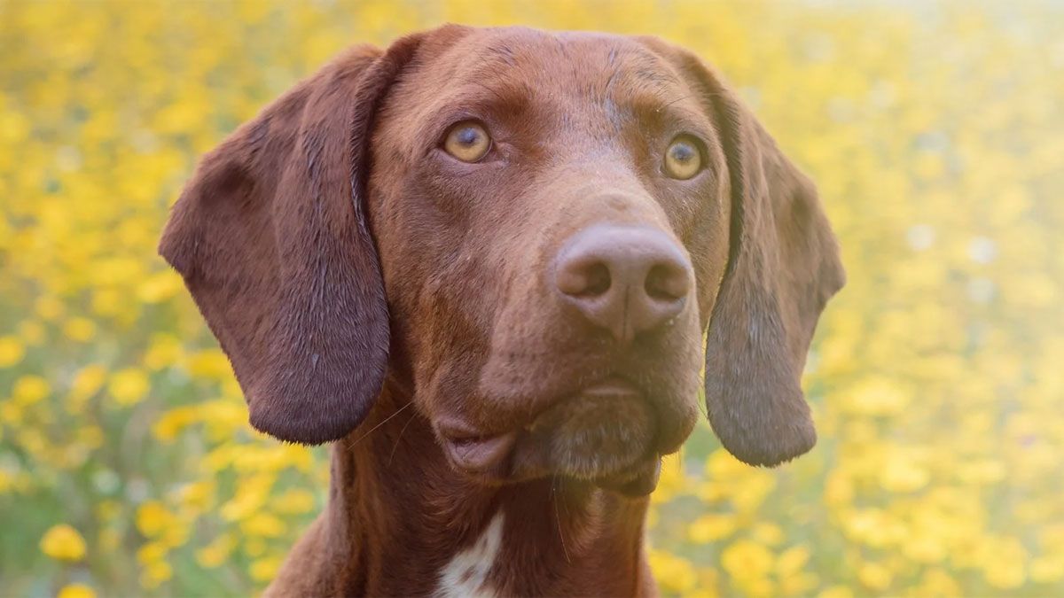 Contén la respiración al saber qué escucha mi perro cuando le hablo