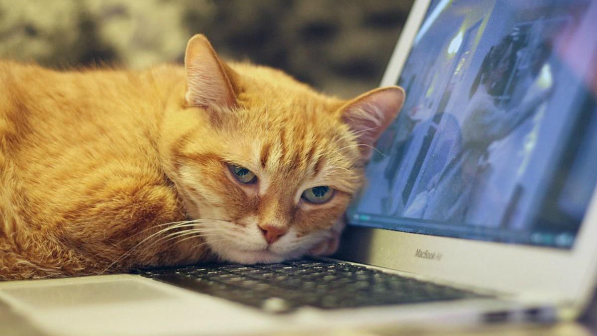 Por qué a tu gato le gusta sentarse sobre tu computadora