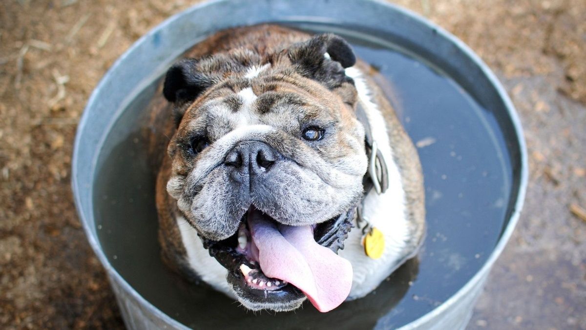 Cómo salvar a un perro de un golpe de calor
