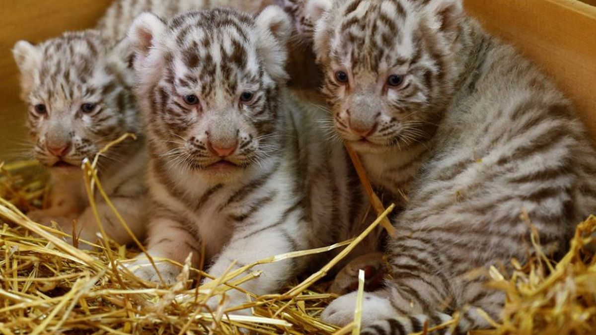 Nacieron cuatro pequeños tigres blancos en cautiverio