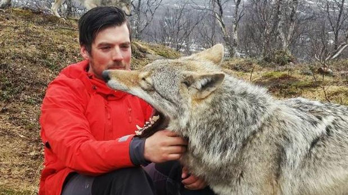 Los requisitos para dormir con lobos