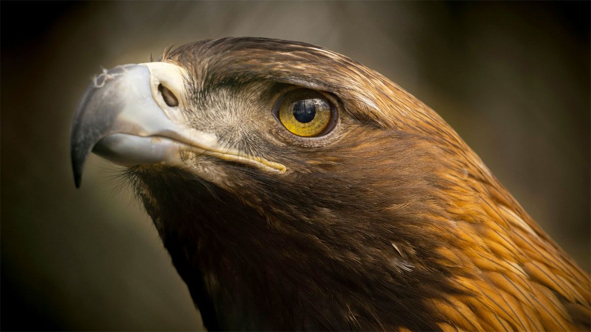 Cuáles son las diferencias que hay entre un cóndor, un águila y un halcón