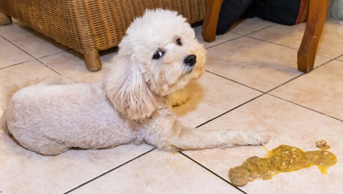 Qué significa el color del vómito de un perro y cómo ayudarlo a ...