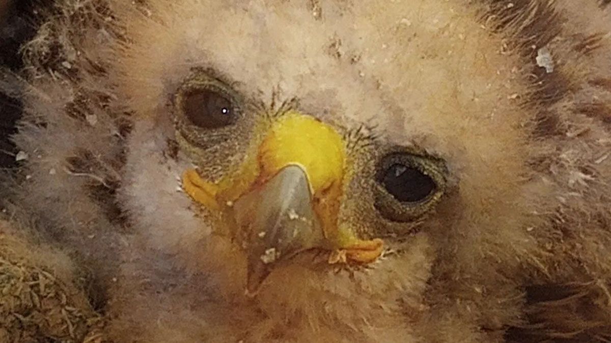 Hallaron a un gavilán mixto recién nacido caído de su nido y tratan de ...