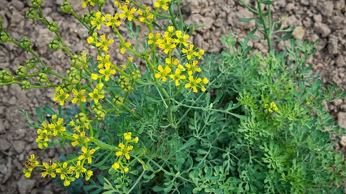 Qué significa pedirle permiso a la RUDA antes de podar el jardín de casa