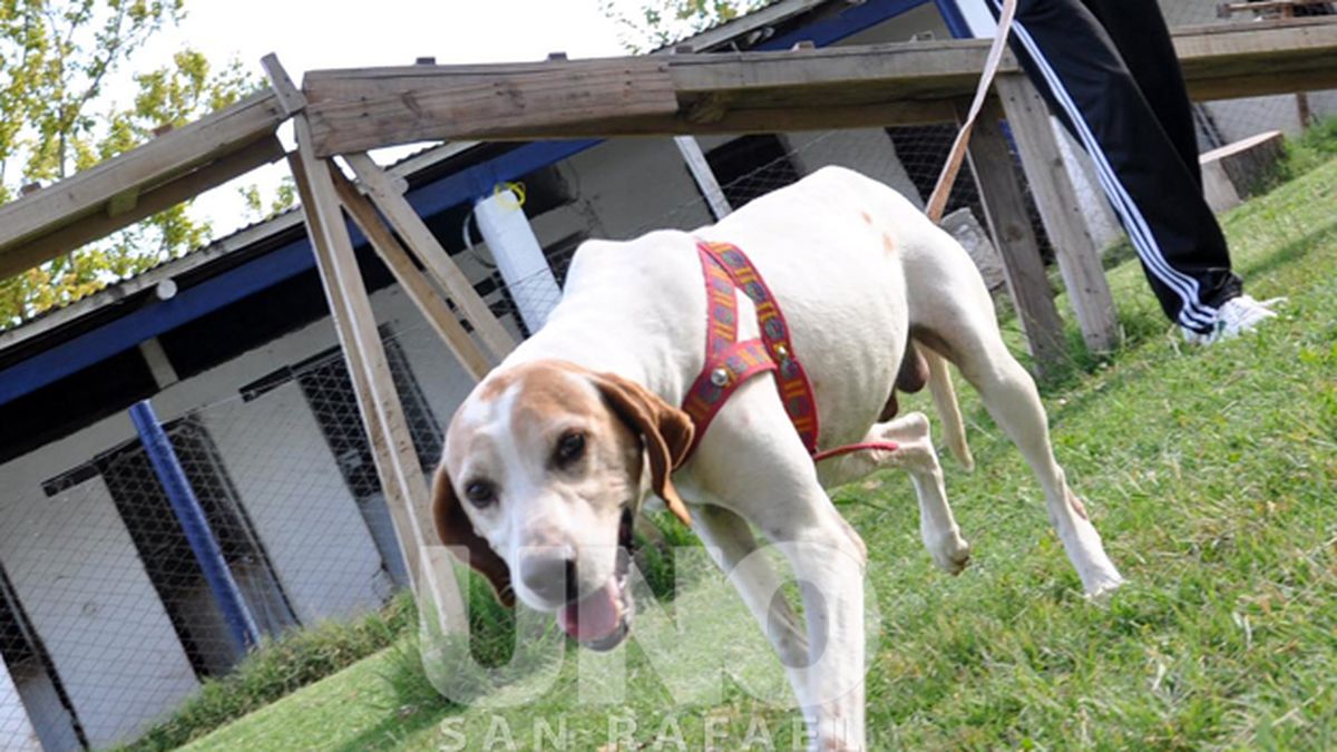 Murió Fatiga, el sabueso más reconocido de la Policía local