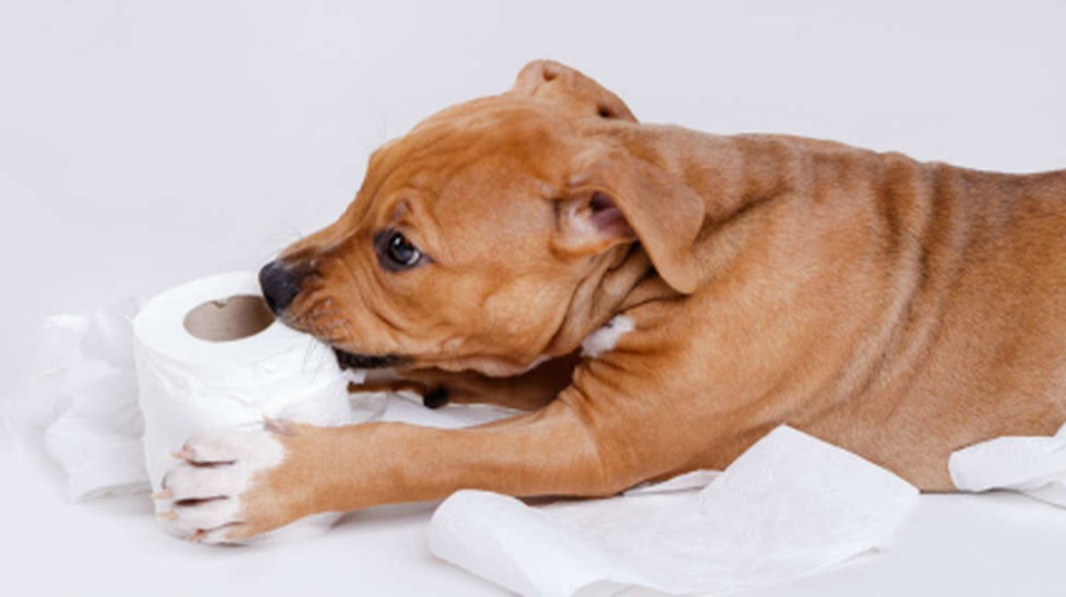 Qué significa que mi perro coma papel según la ciencia veterinaria