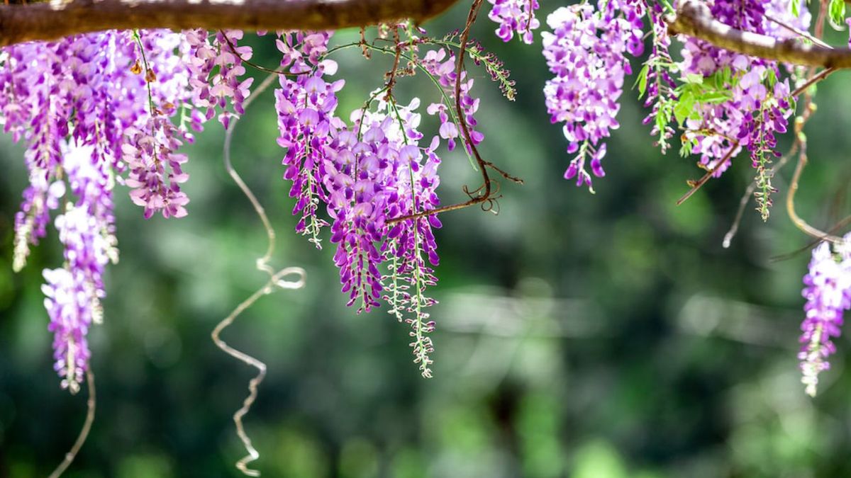 Cómo cuidar una planta de glicina en noviembre para que tu jardín huela ...