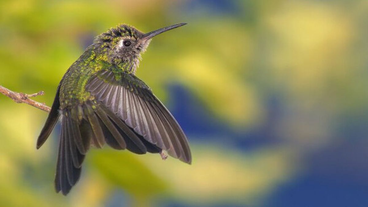 ¿Qué significa si aparece un colibrí en tu jardín en invierno?