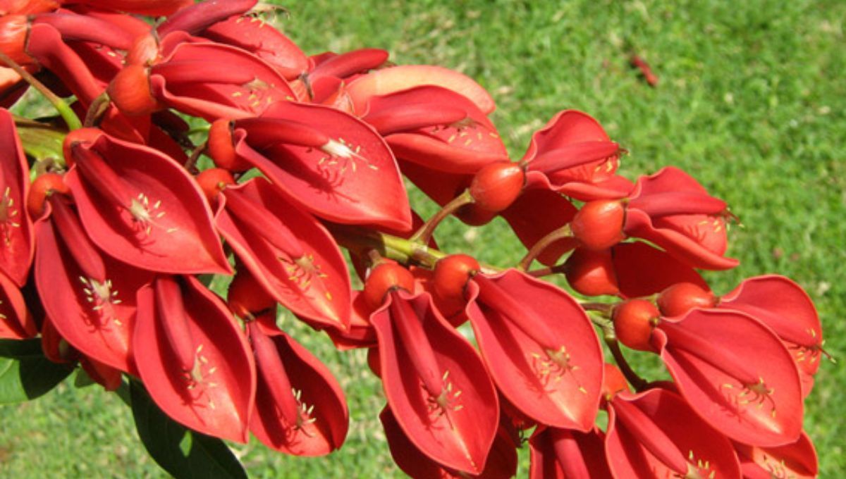 Cuál es la flor nacional de Argentina: representa la fortaleza y la ...