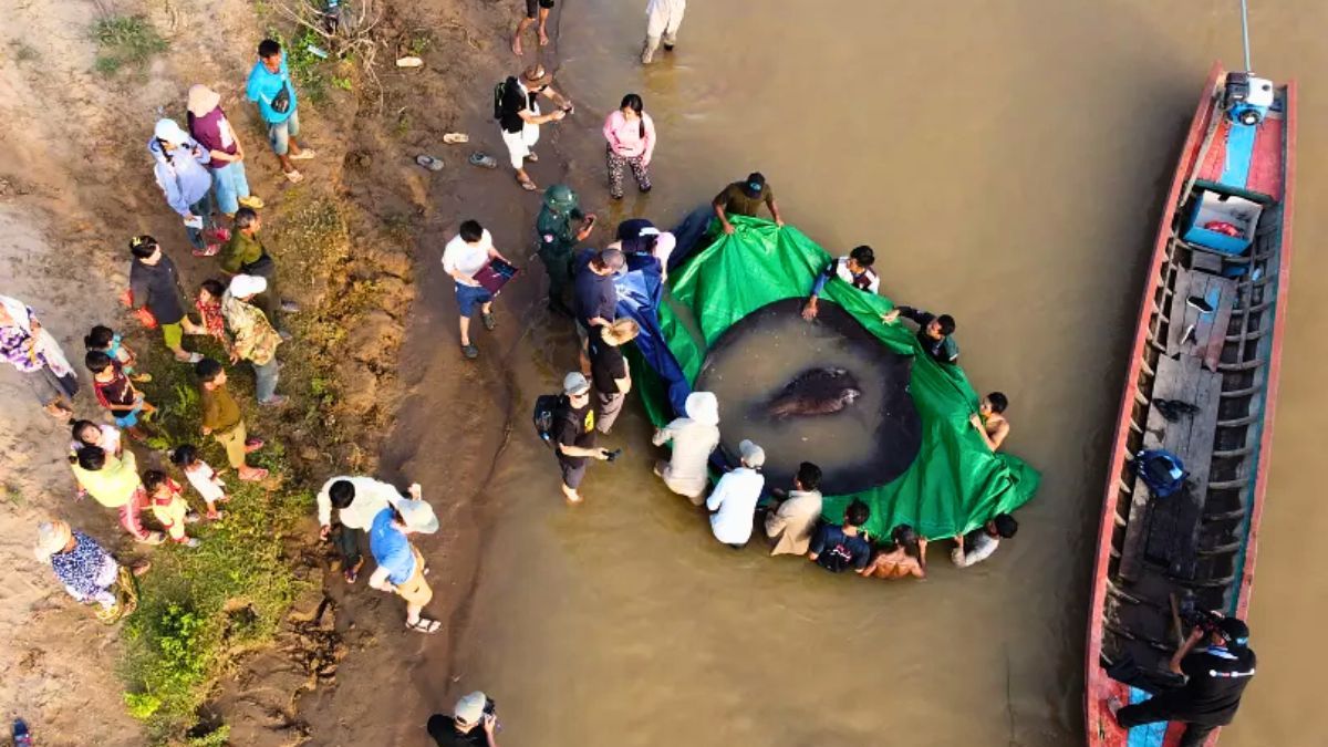 El pez de río más grande del mundo: pesa 300 kg y mide 3,98 metros