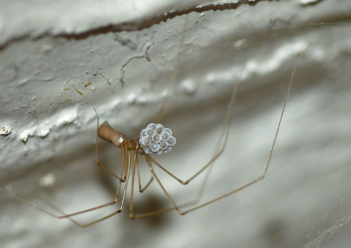 Qué hacer si aparece una araña patona en casa y qué significa la visita ...